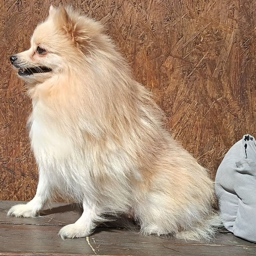 Померанский шпиц, взрослая собака
