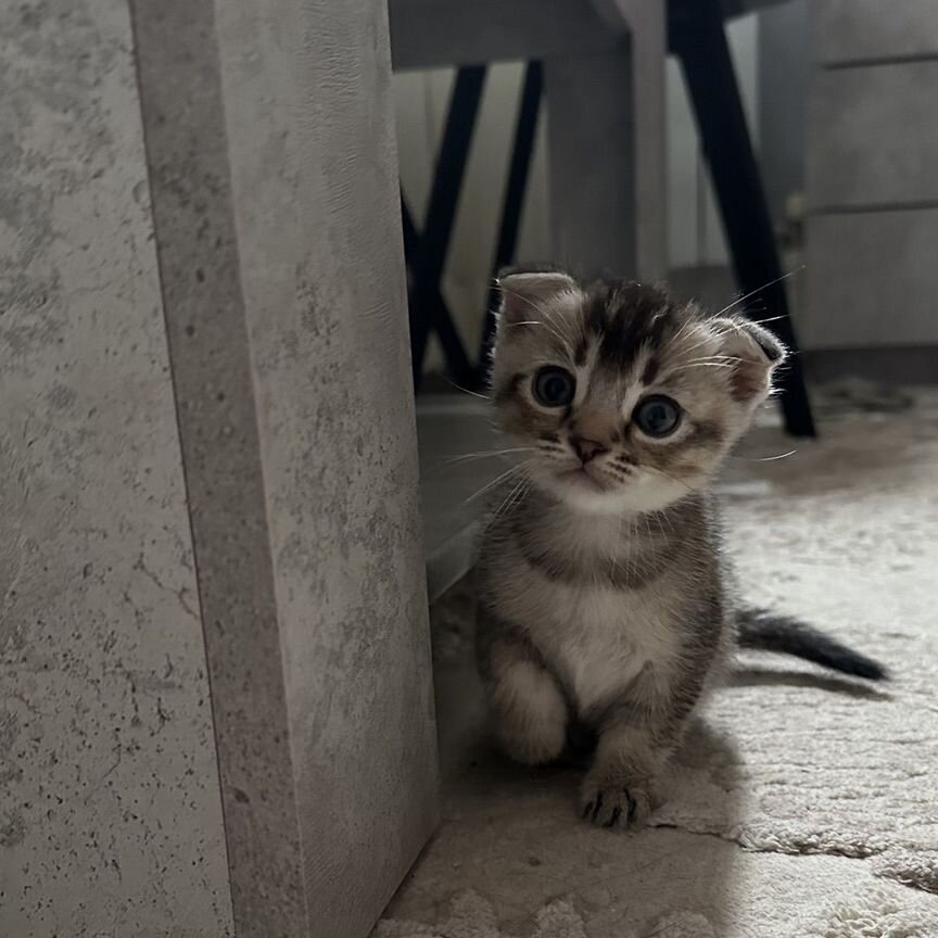 Шотландская тикированная вислоухая кошечка