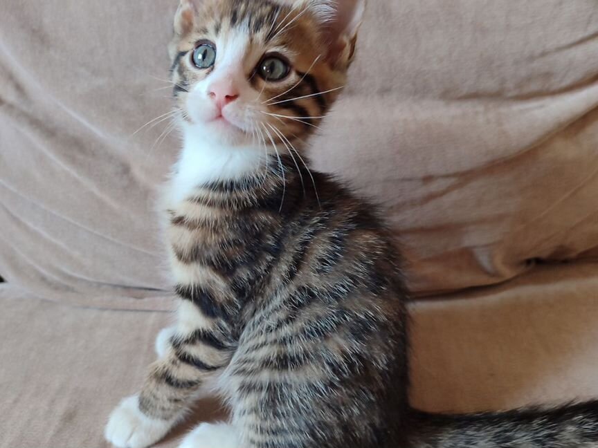 Бенгальские котята