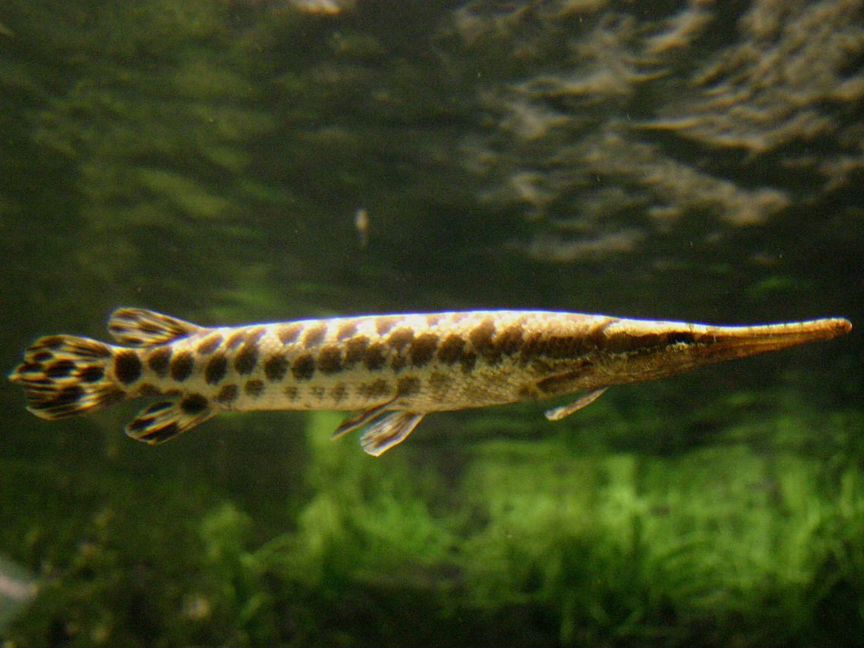 Панцирная щука (Lepisosteus sp.)