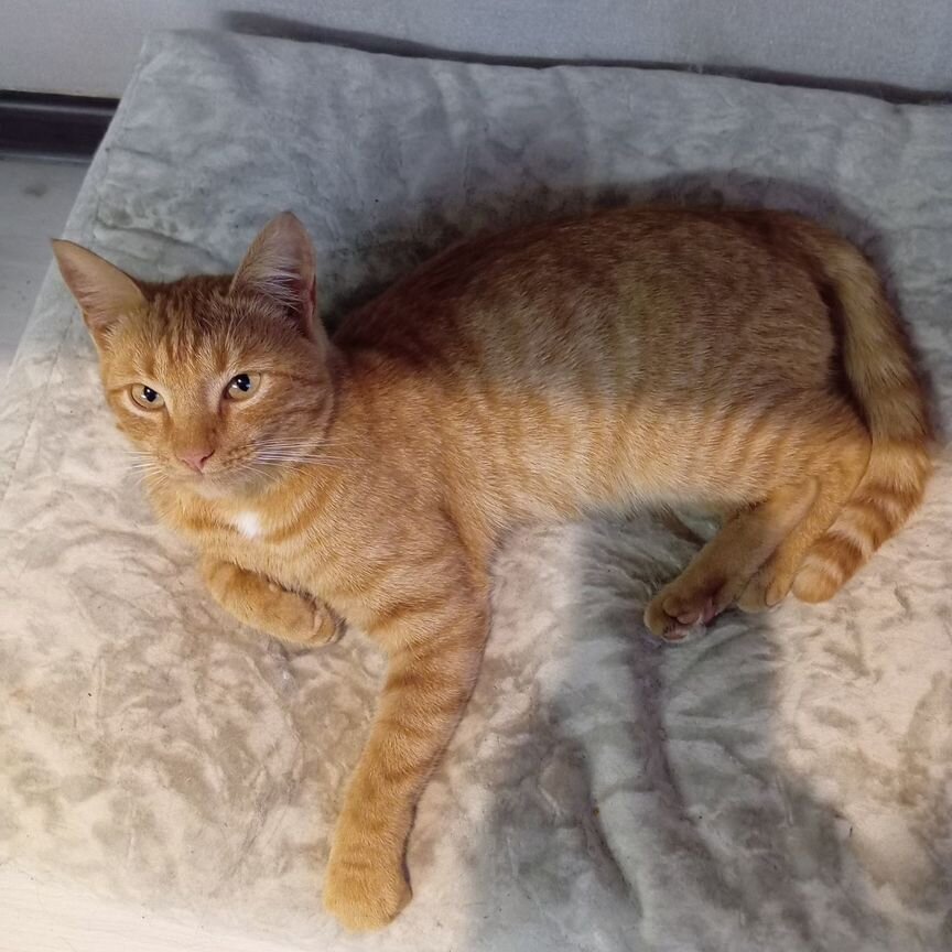 Рыжий котик в добрые руки