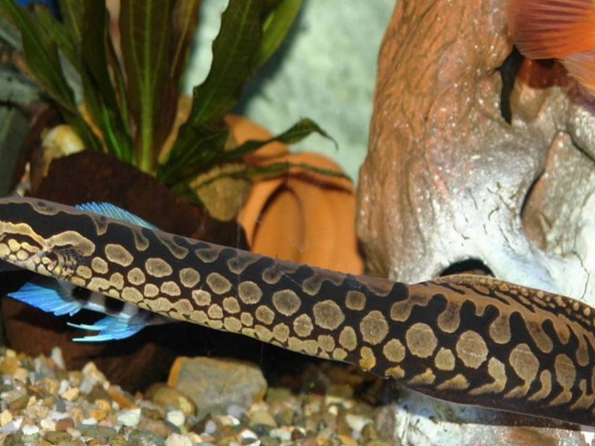 Макрагнатус, Мастацембелус