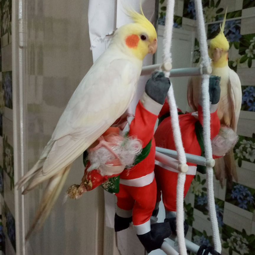 Попугай корелла бесплатно