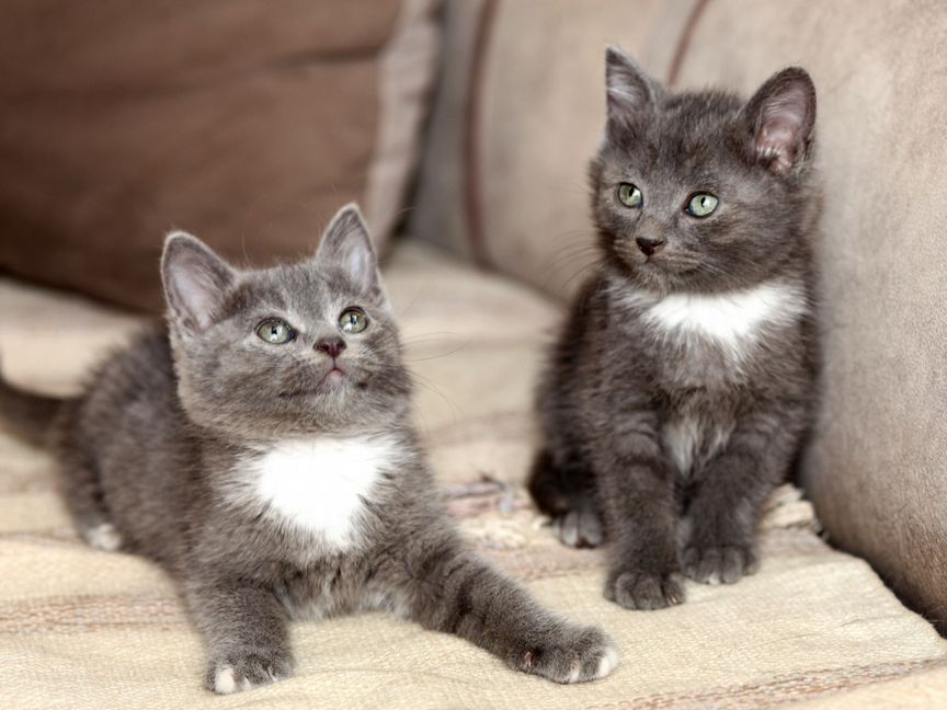 Голубая кошка (1,5 месяца)в добрые руки