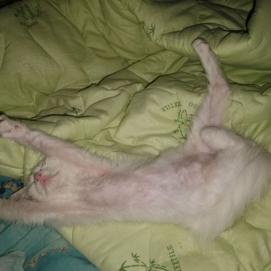 Кошка