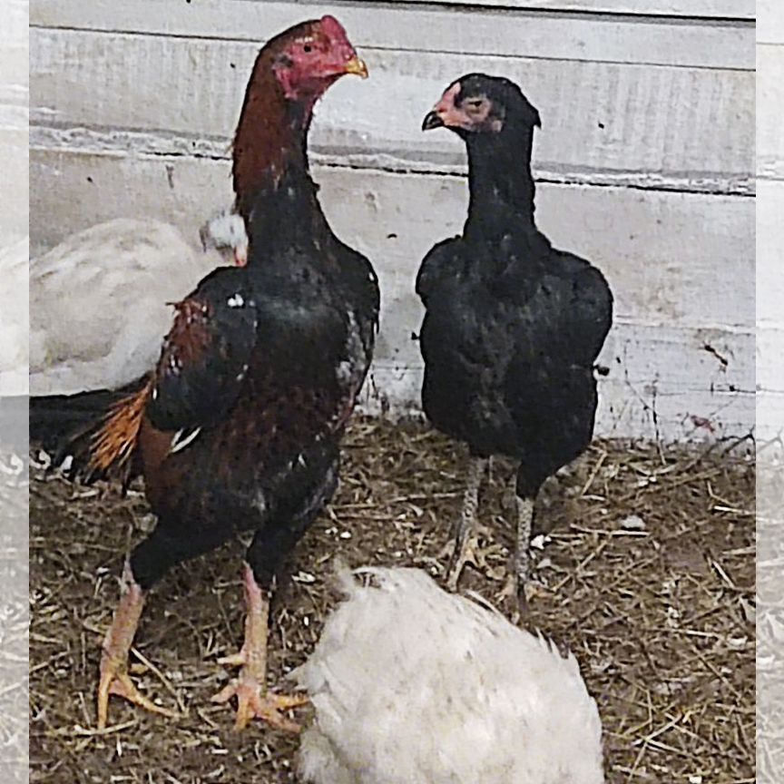 Петухи и куры Шамо