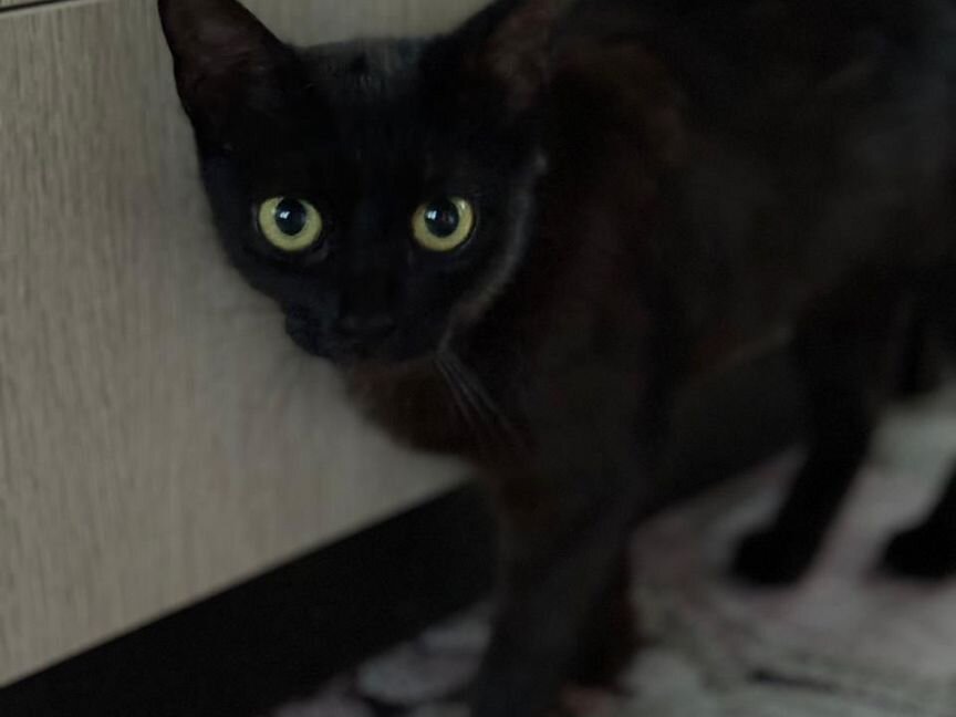 Кошечка Чернышка