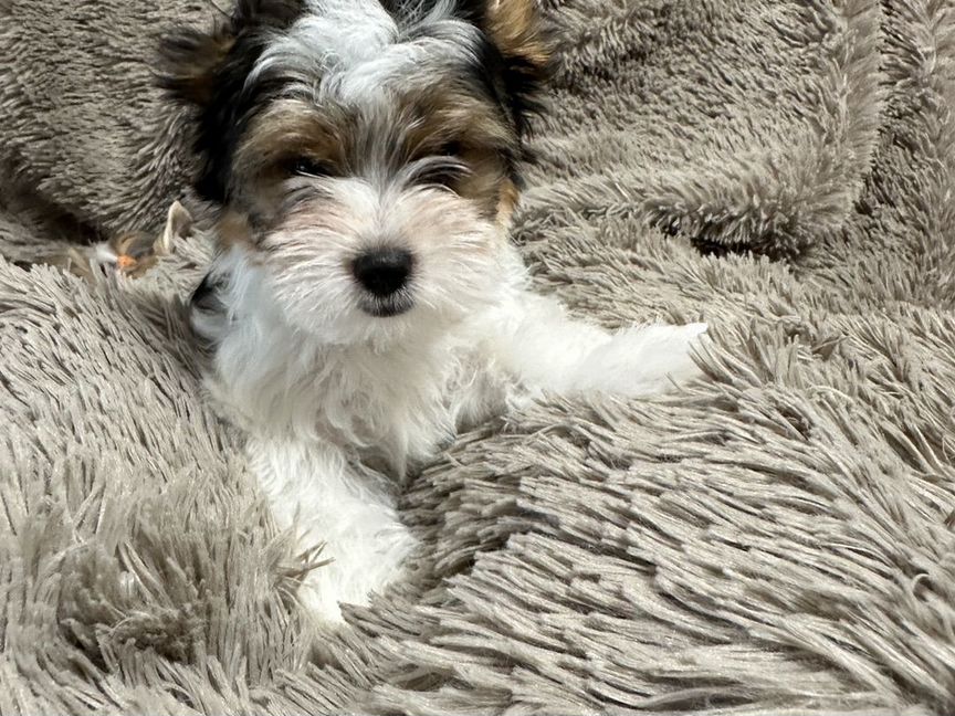 Щенки бивер йорка