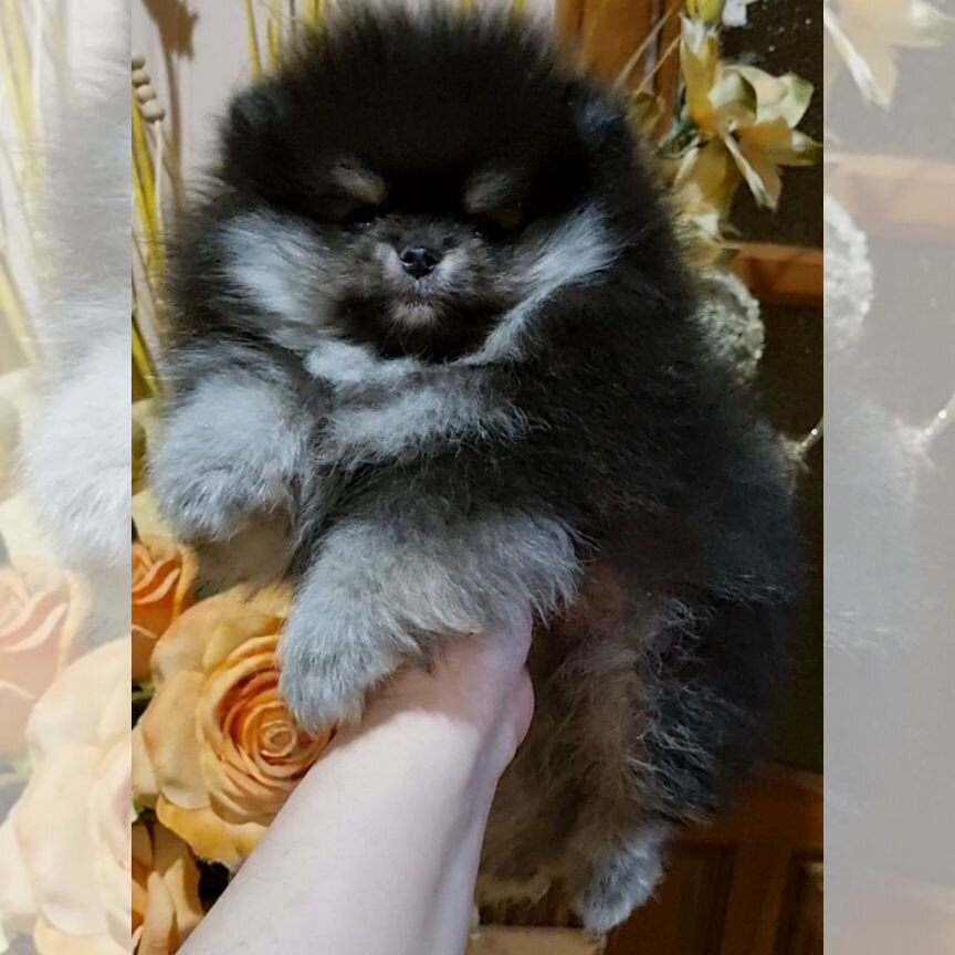 Померанский шпиц, щенок