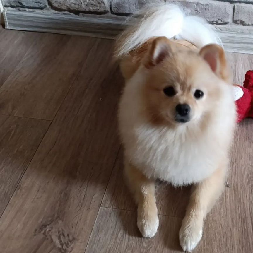 Померанский шпиц, взрослый пёс