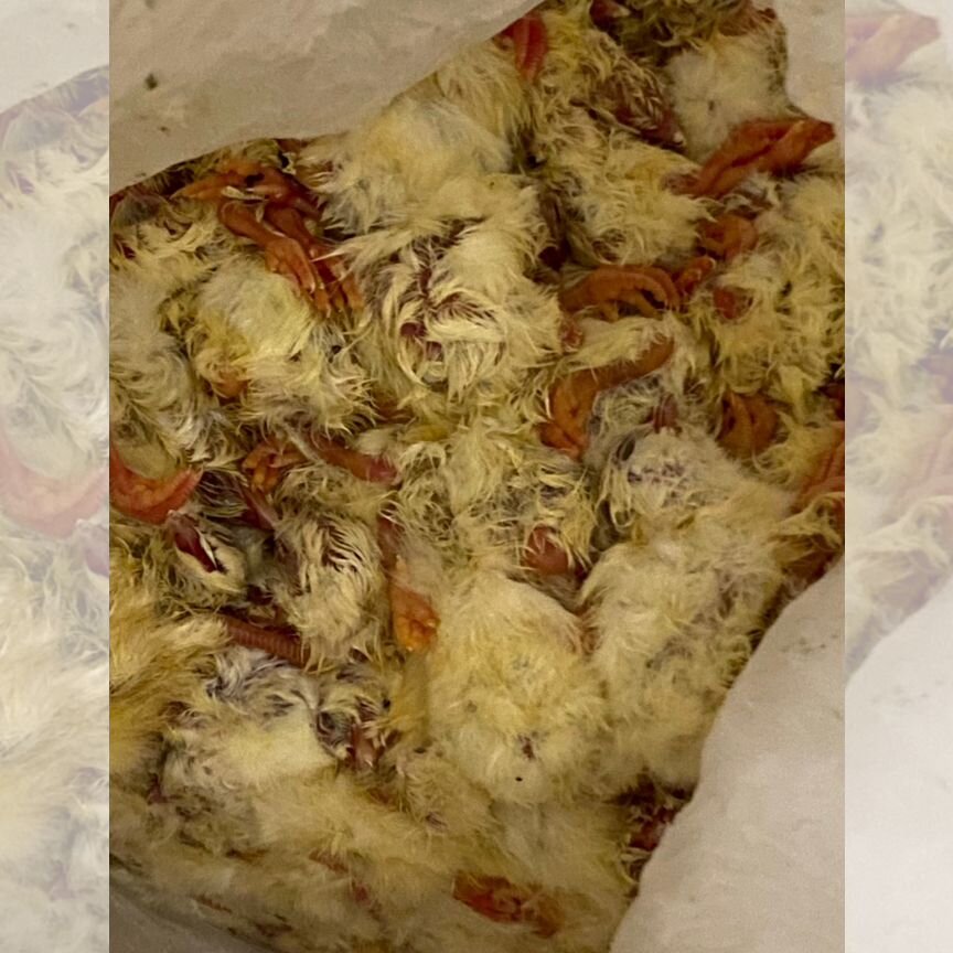 Цыплята суточные на корм