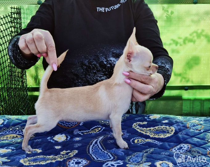 Чихуахуа девочка Шанель