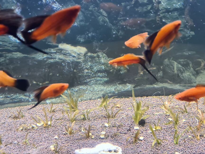 Рыбки меченосцы берлинцы