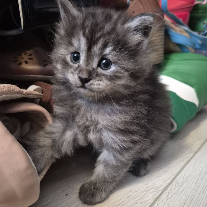 Курильский бобтейл длинношёрстный котёнок