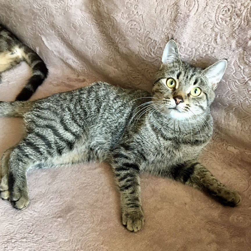 Кот Васёк в добрые руки