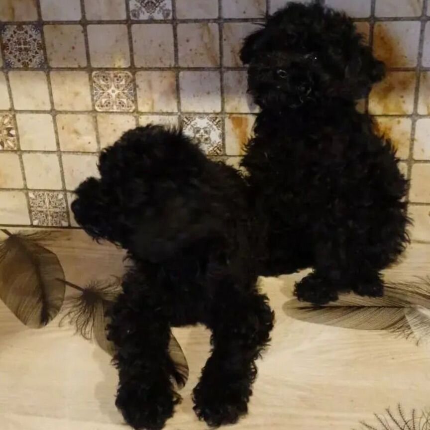 Той-пудель, щенок