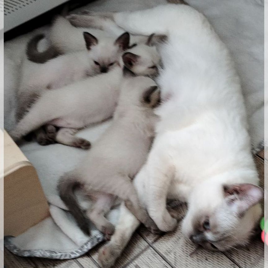 Тайский котёнок