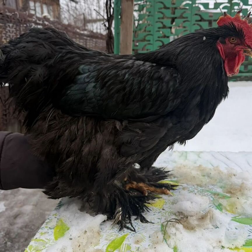 Петух кохинхин