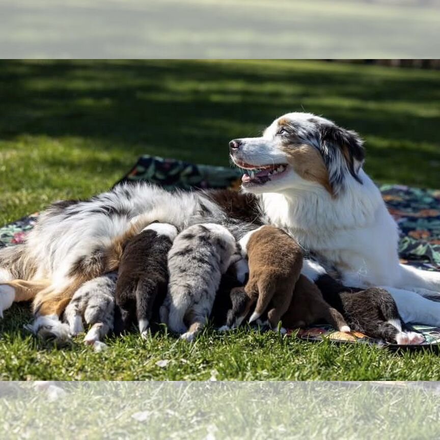 Австралийская овчарка, щенок