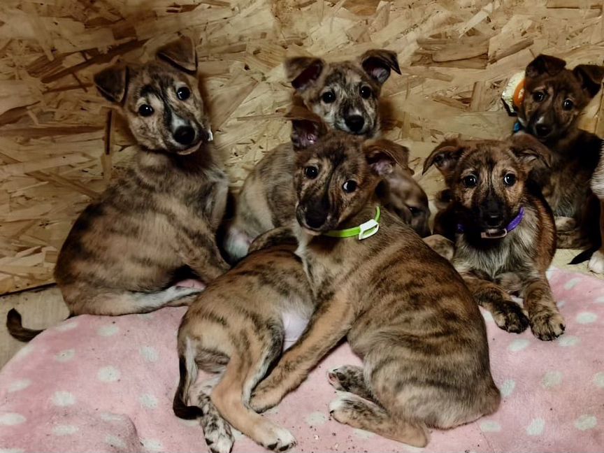 Щенята в добрые руки