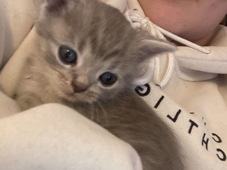 Котята