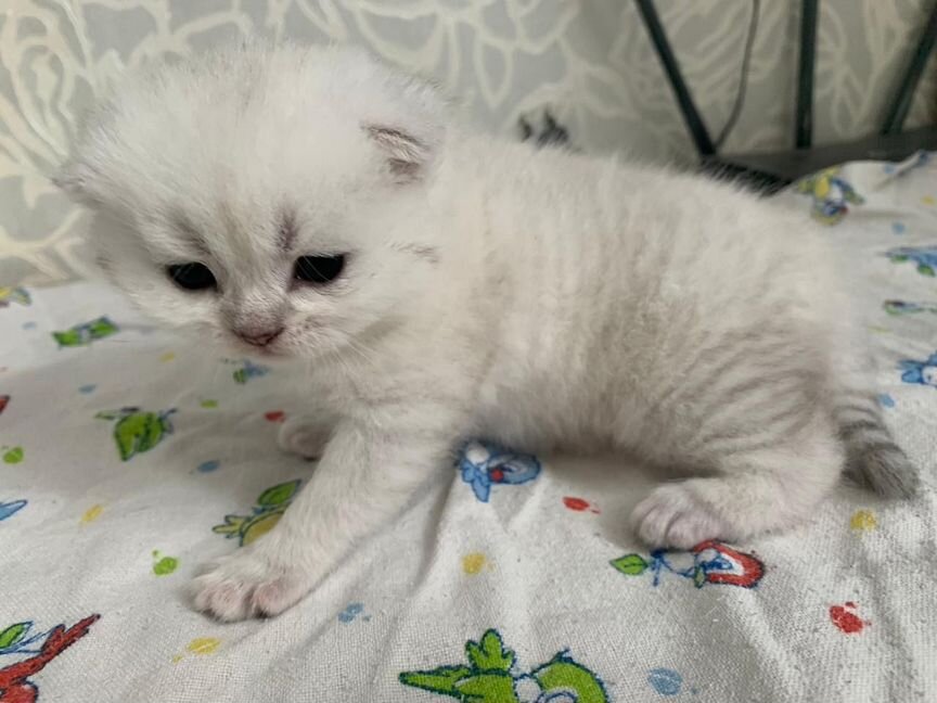 Шотландская кошка
