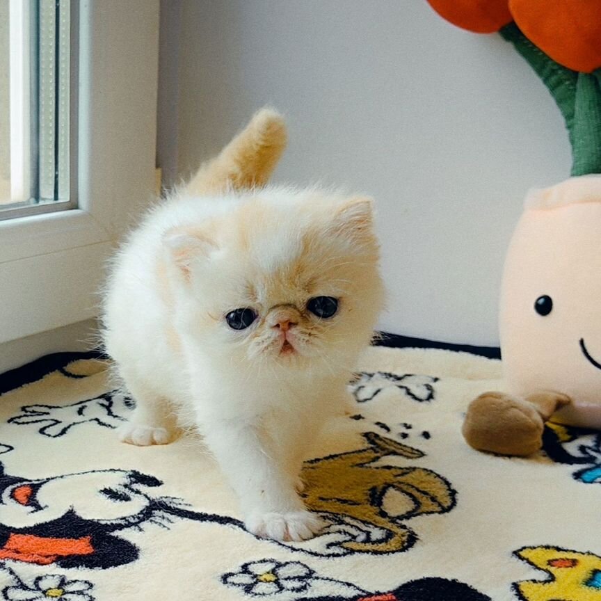 Котята экзотики