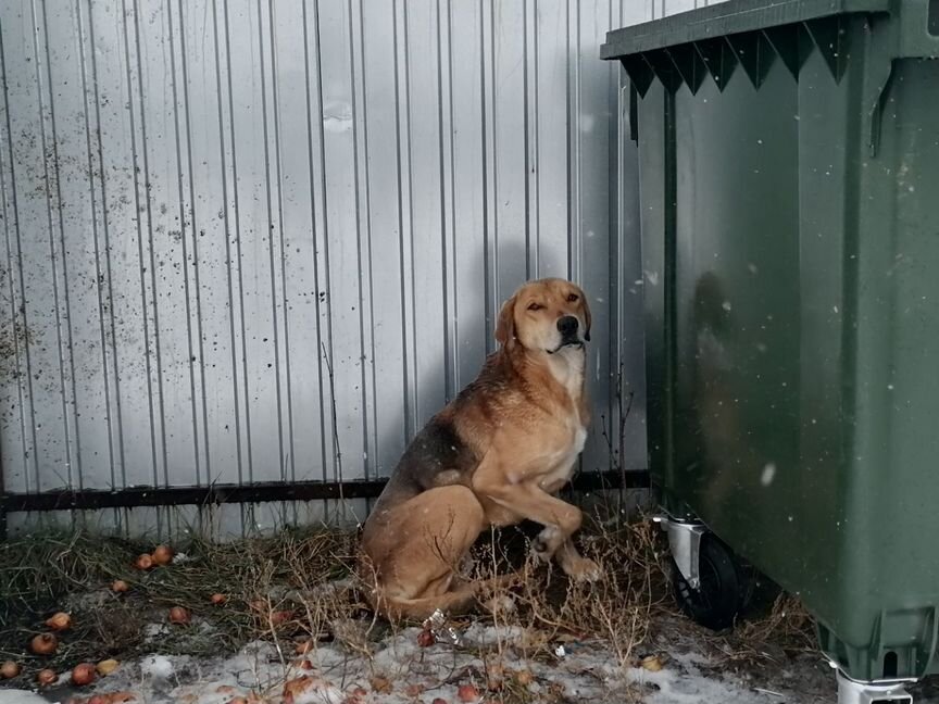 Найдены собаки русские гончие
