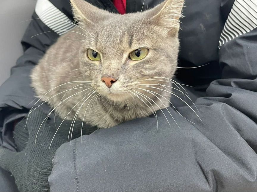 Кот