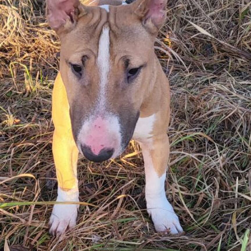 Бультерьер, щенок