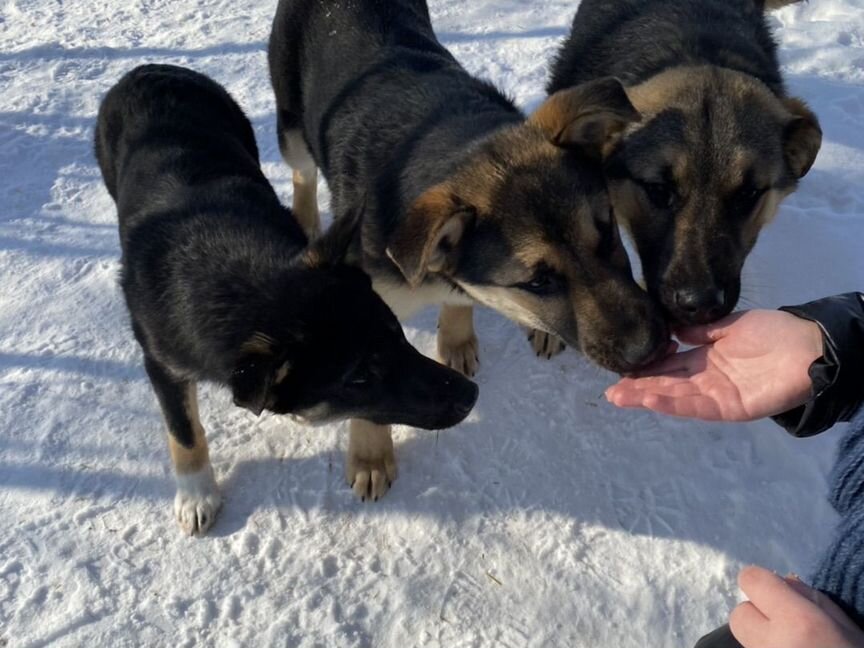 Щенки в опасности, нужен самый лучший хозяин