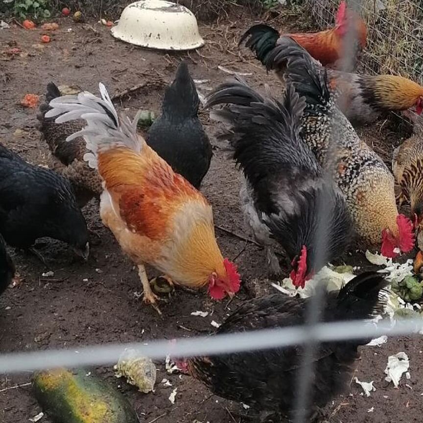 Молодые петухи