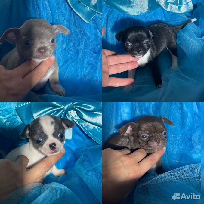 Щенки чихуахуа микро мини и мелкий стандар