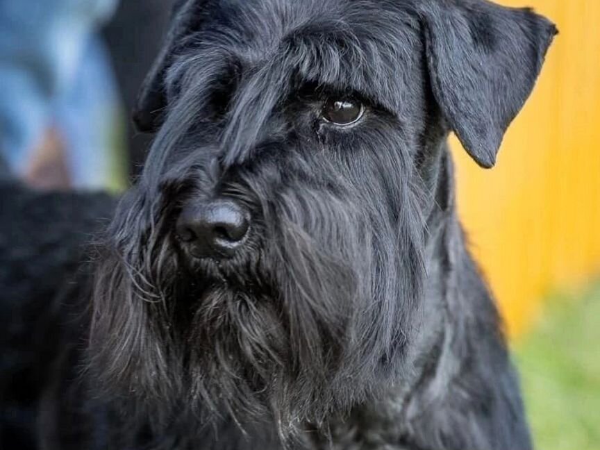 Цвергшнауцер щенки