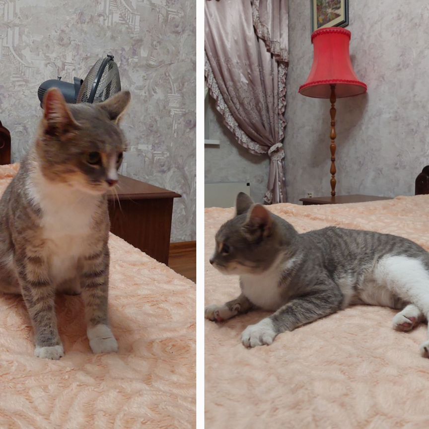 Кошечка бесплатно