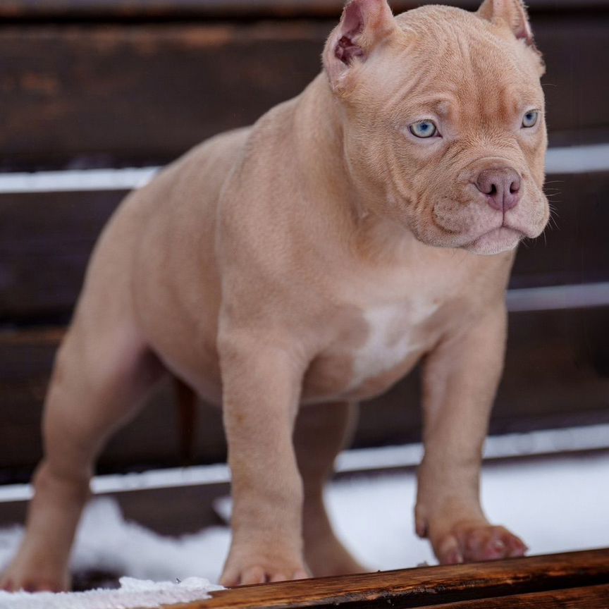 Американский булли, щенок