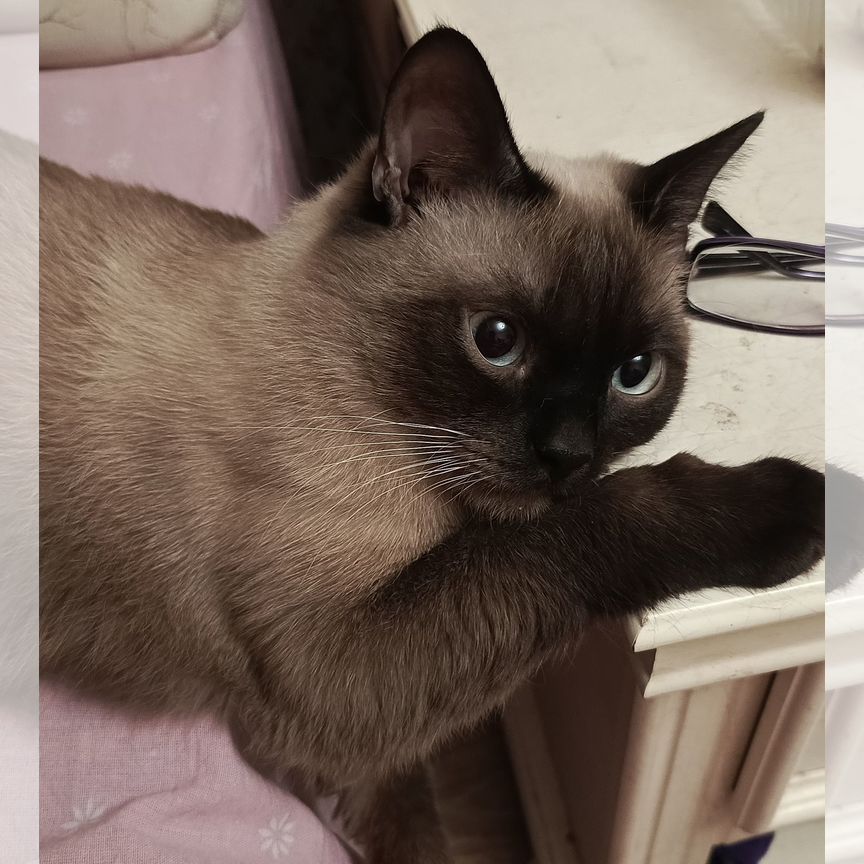 Сиамский, взрослый кот