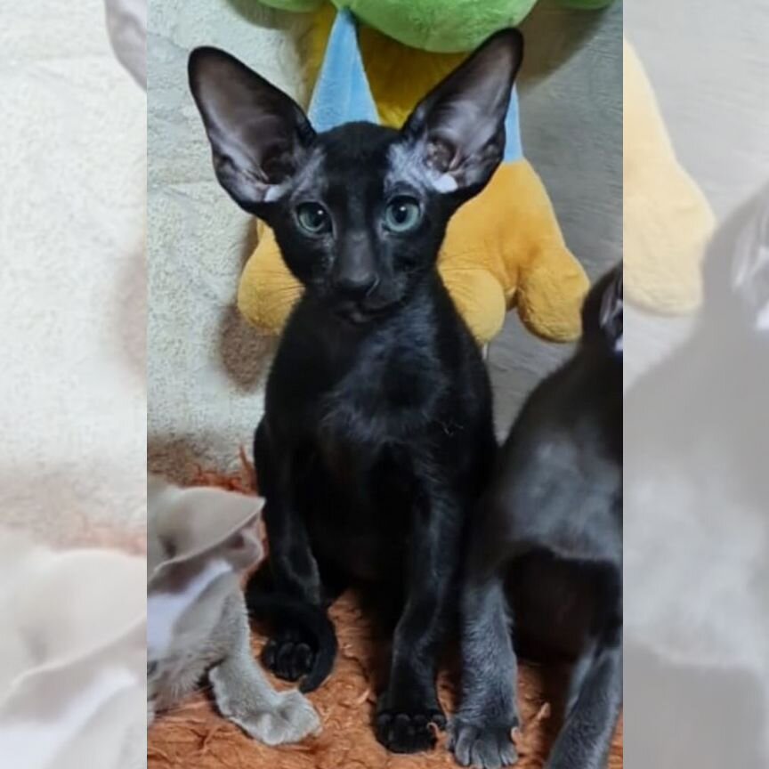 Ориентальный котенок мальчик