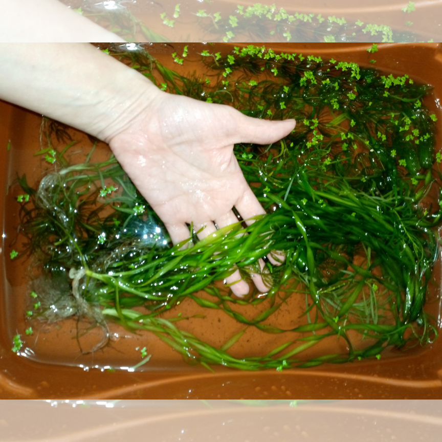 Растения аквариумные, прополка