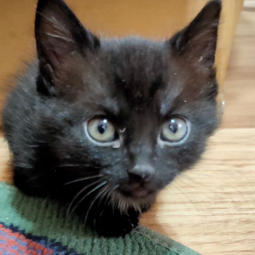 Котёнок в добрые руки