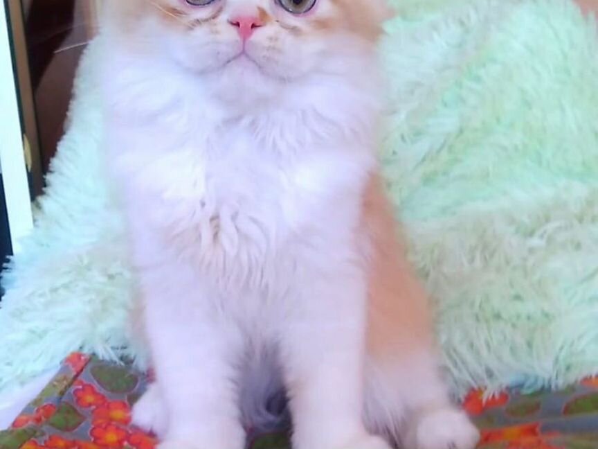Шотландские котята