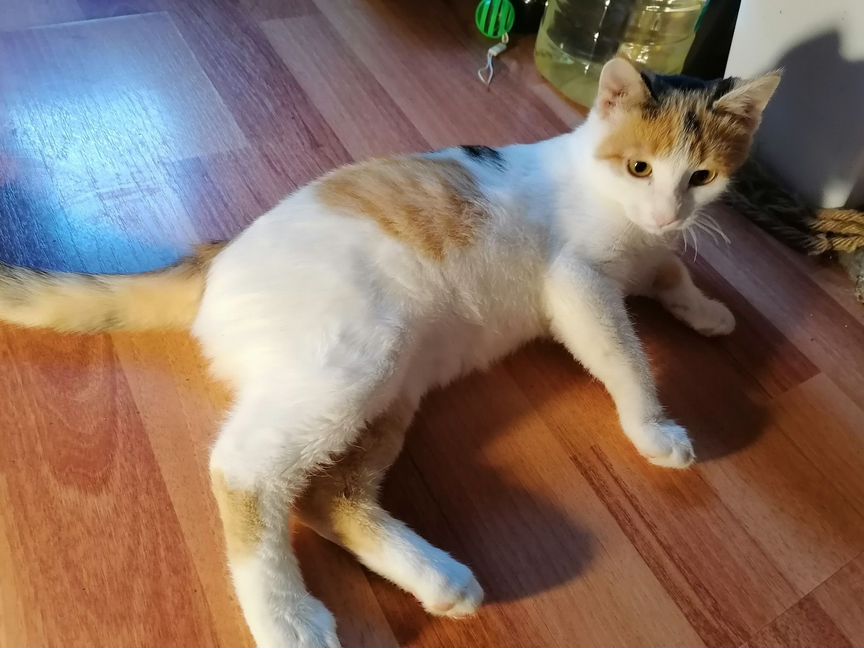 Девочка в добрые руки