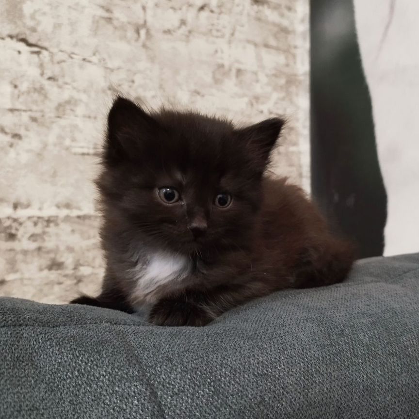 Котенок в добрые руки
