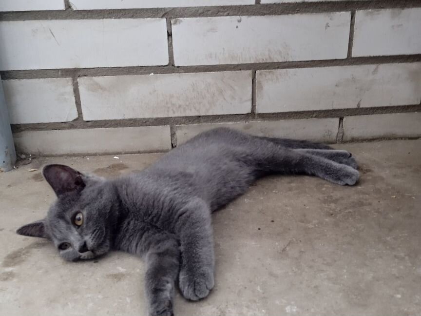 Отдам в добрые руки двух котят,девочки,3 мес