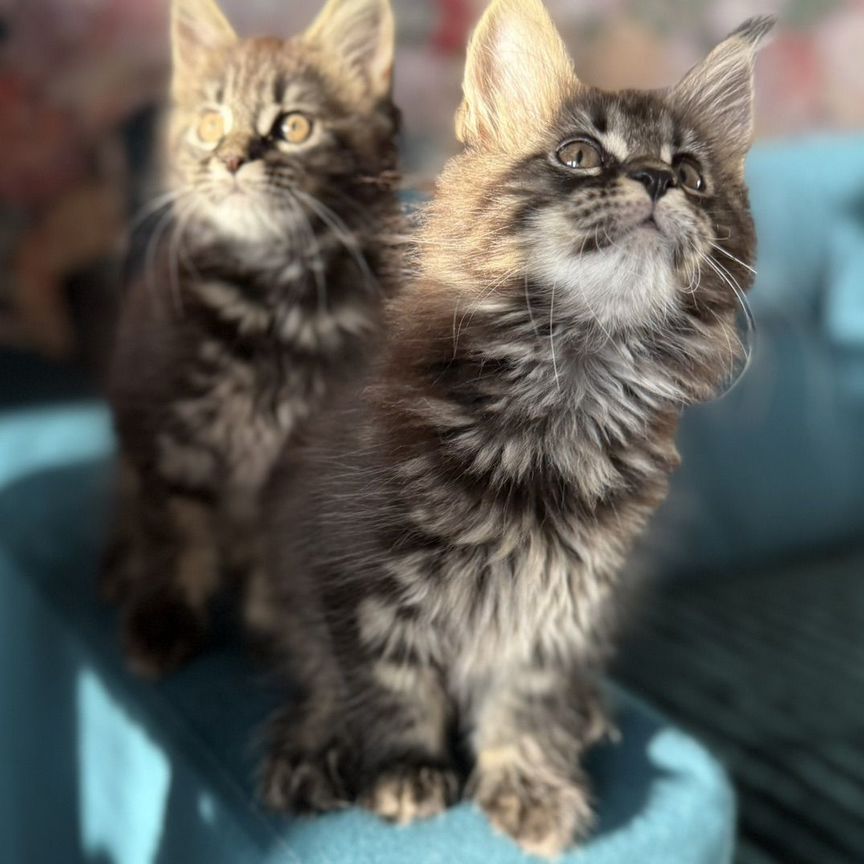 Мейн-кун котёнок