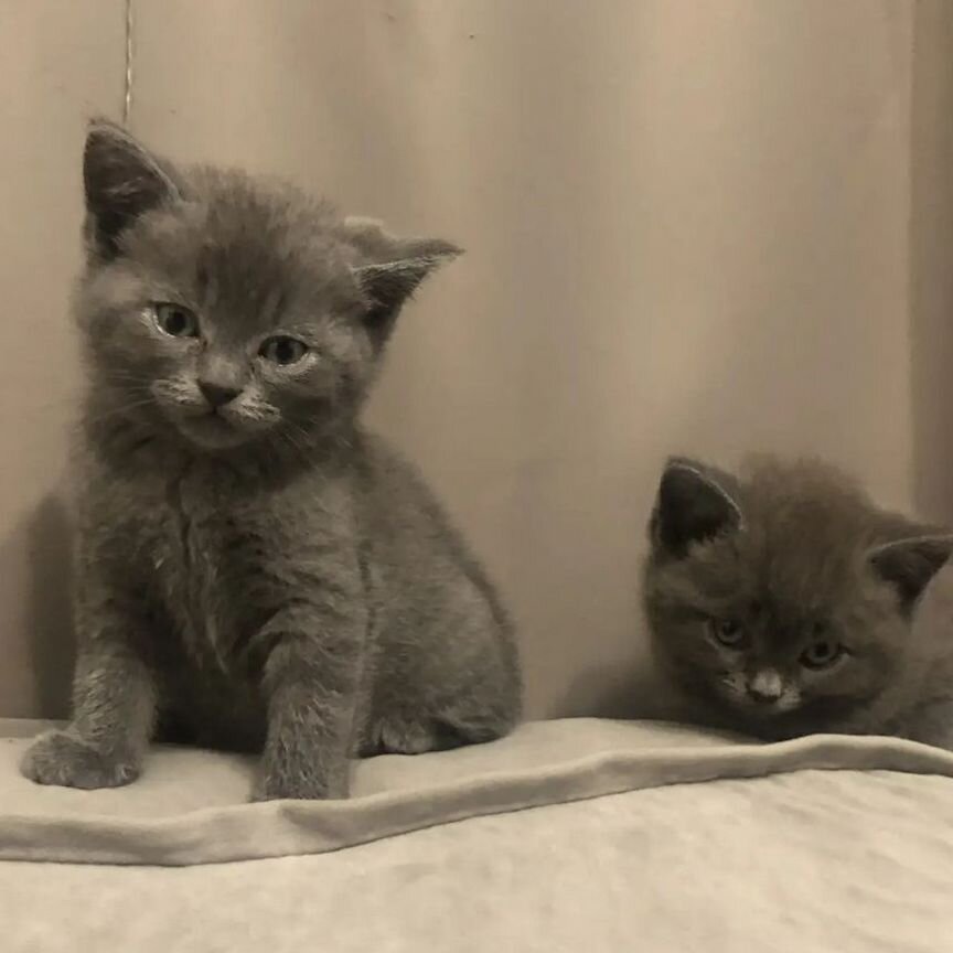 Британский короткошёрстный котёнок