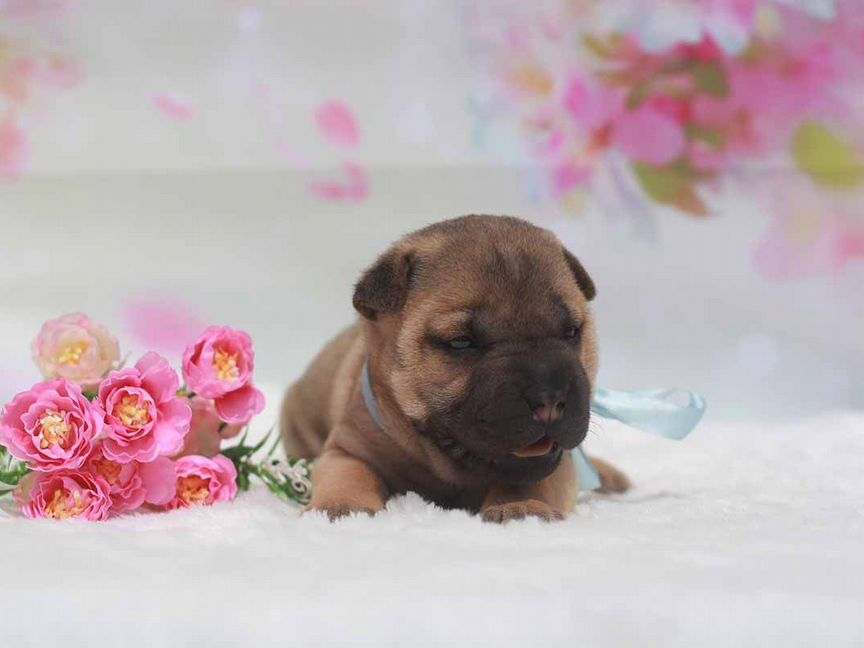 Олений мальчик