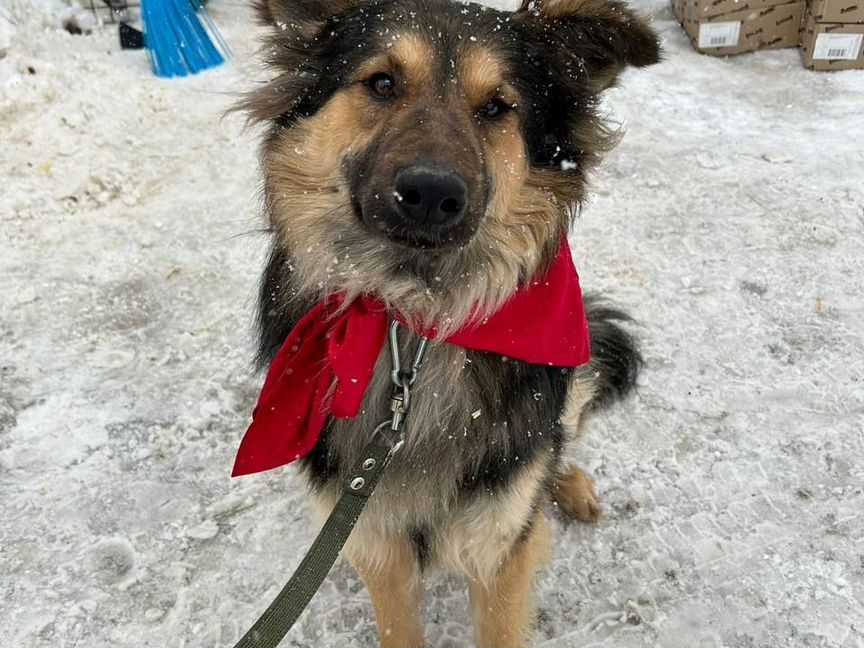 Собака из приюта