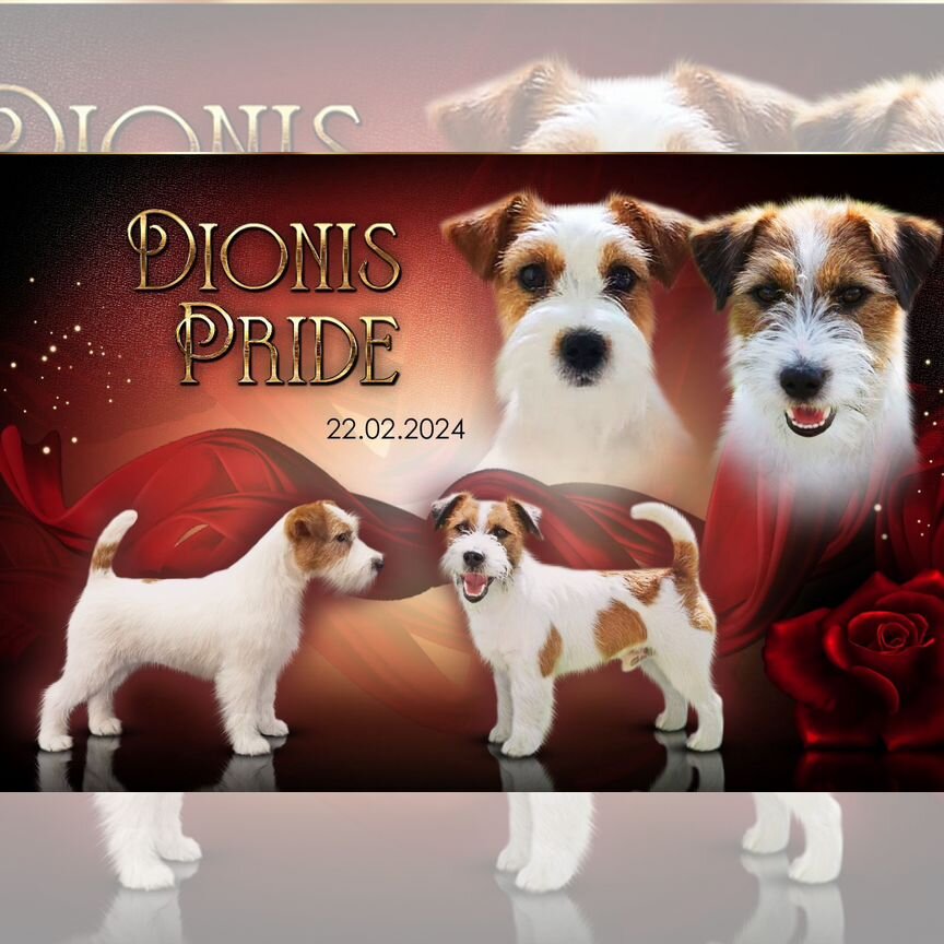 Джек-рассел-терьер, щенок