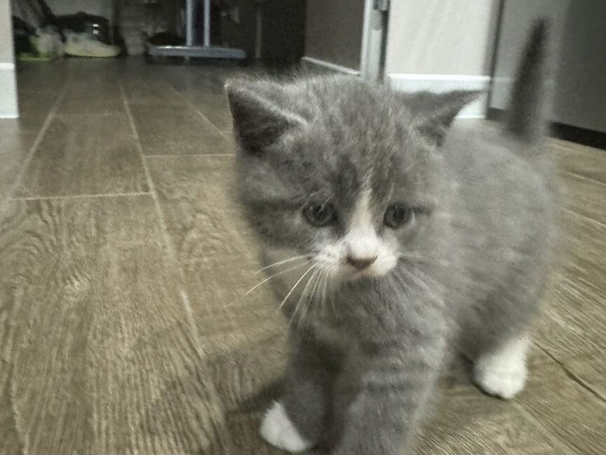 Кошка